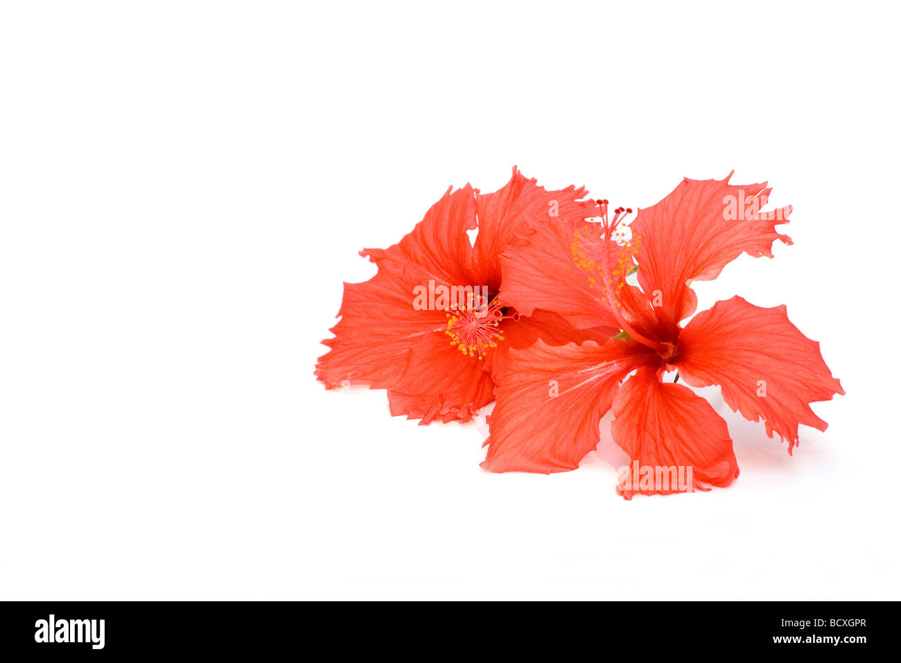 Close-up of red hibiscus flower on white background Stock Photo - Alamy