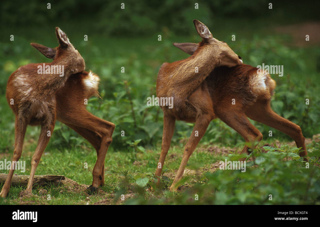 Capreolus c hi-res stock photography and images - Alamy