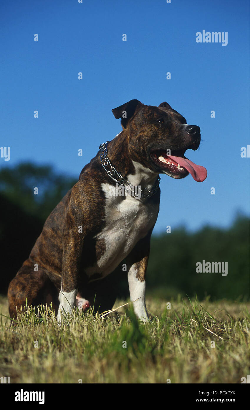American Staffordshire Terrier / Pit Bull Terrier Stock Photo - Alamy