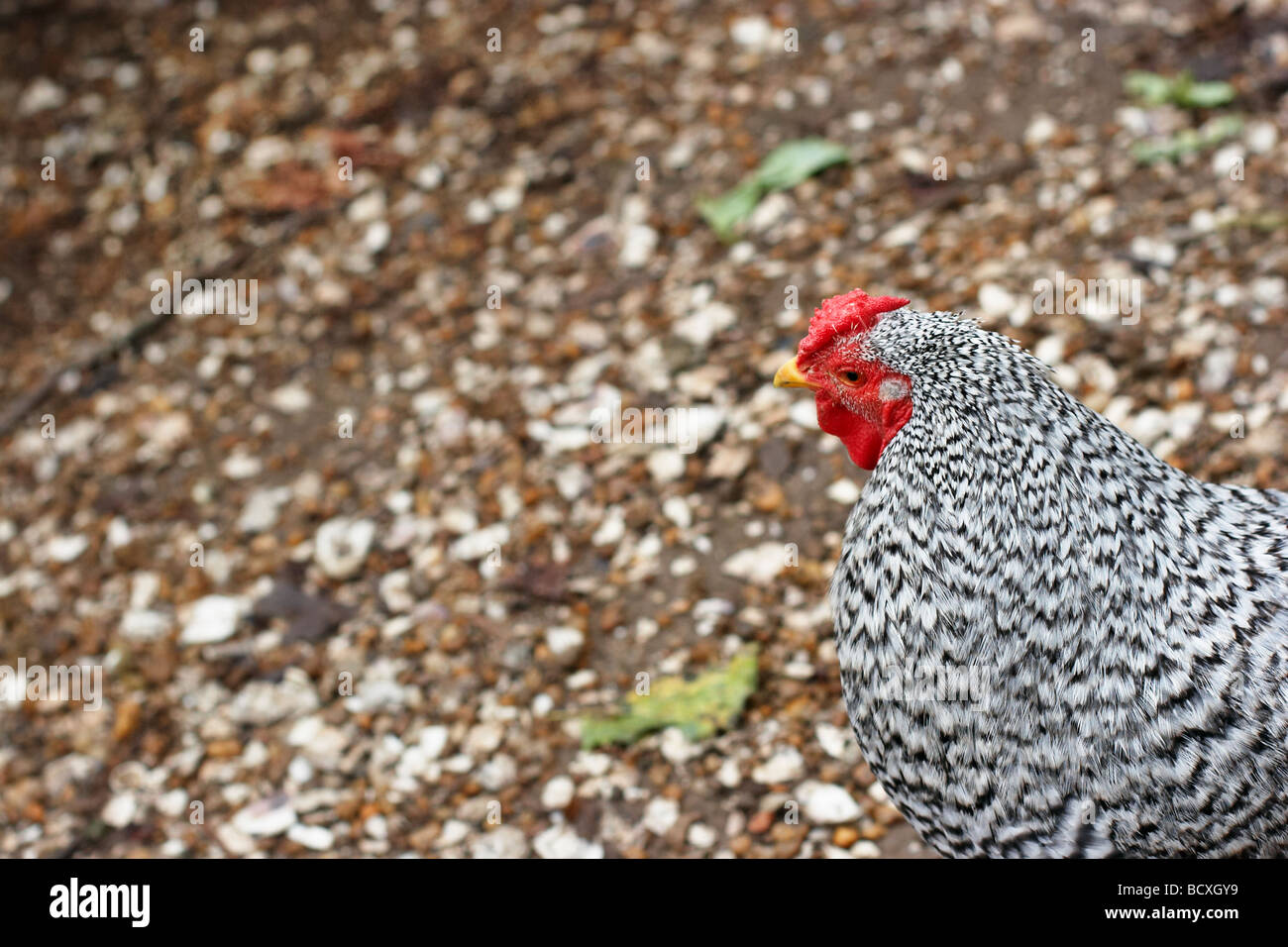 An American Dominique chicken in Colonial Williamsburg Virginia Stock ...