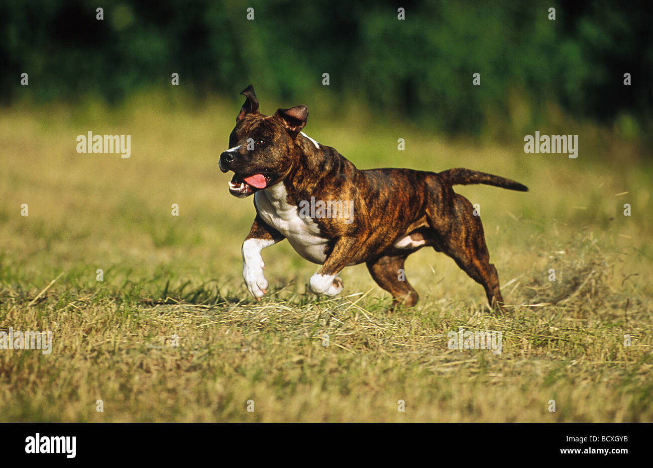 American Staffordshire Terrier / Pit Bull Terrier Stock Photo - Alamy