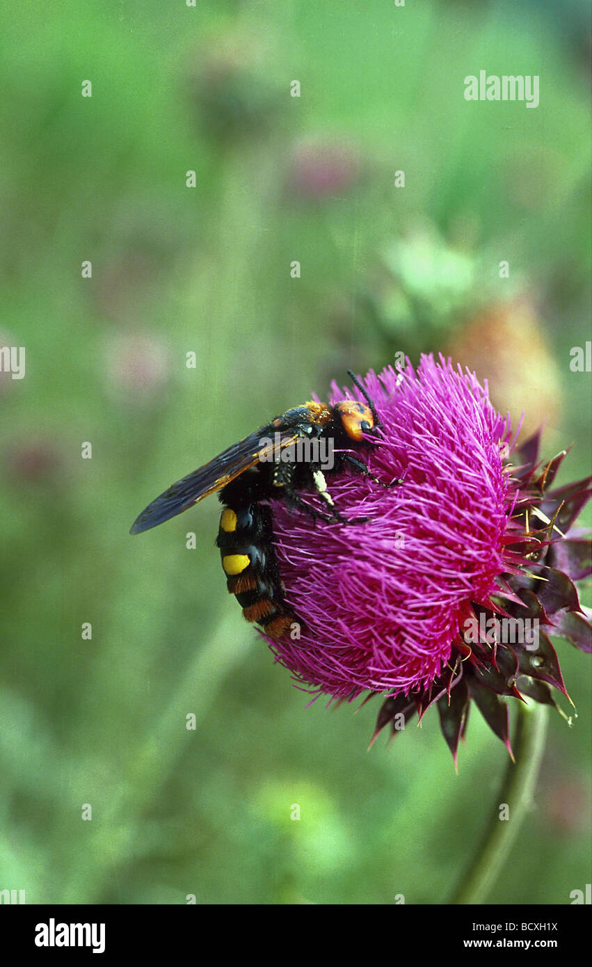 Scoliidae / scolid wasps Stock Photo - Alamy