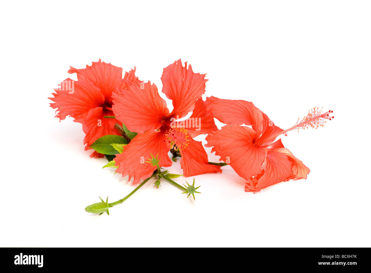 Close-up of red hibiscus flower on white background Stock Photo - Alamy