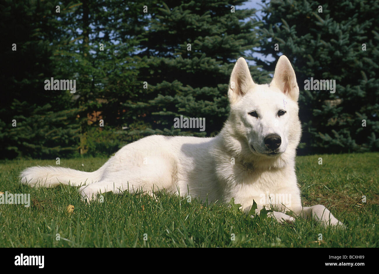 Canadian sheep dog hi-res stock photography and images - Alamy