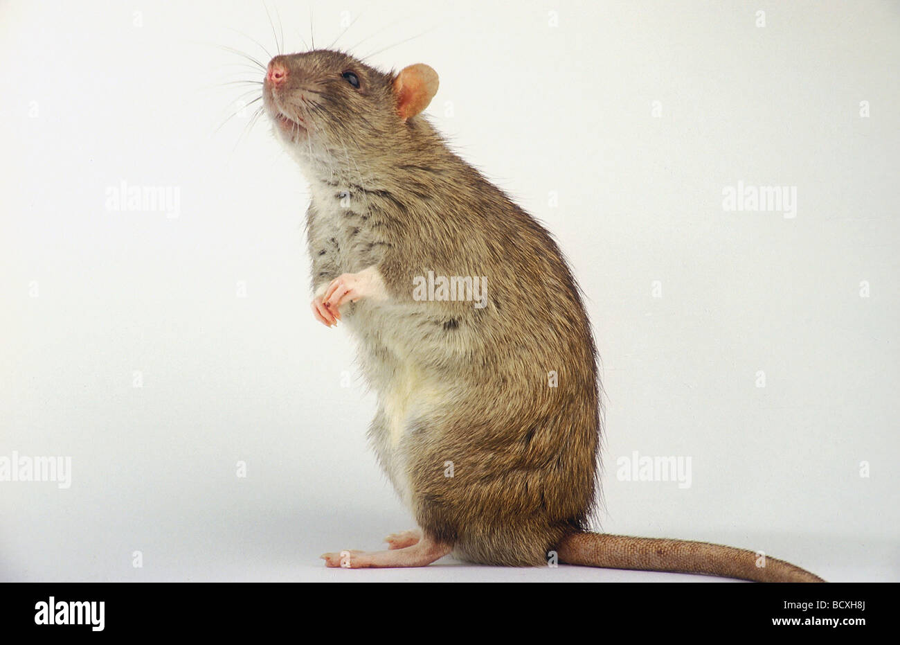 Rat rats cutout hi-res stock photography and images - Alamy