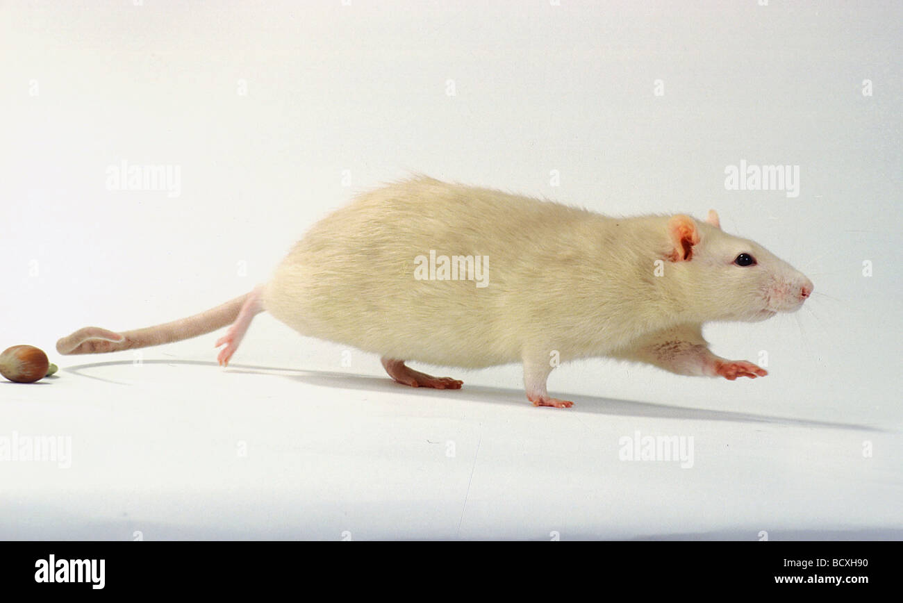 Rat rats cutout hi-res stock photography and images - Alamy