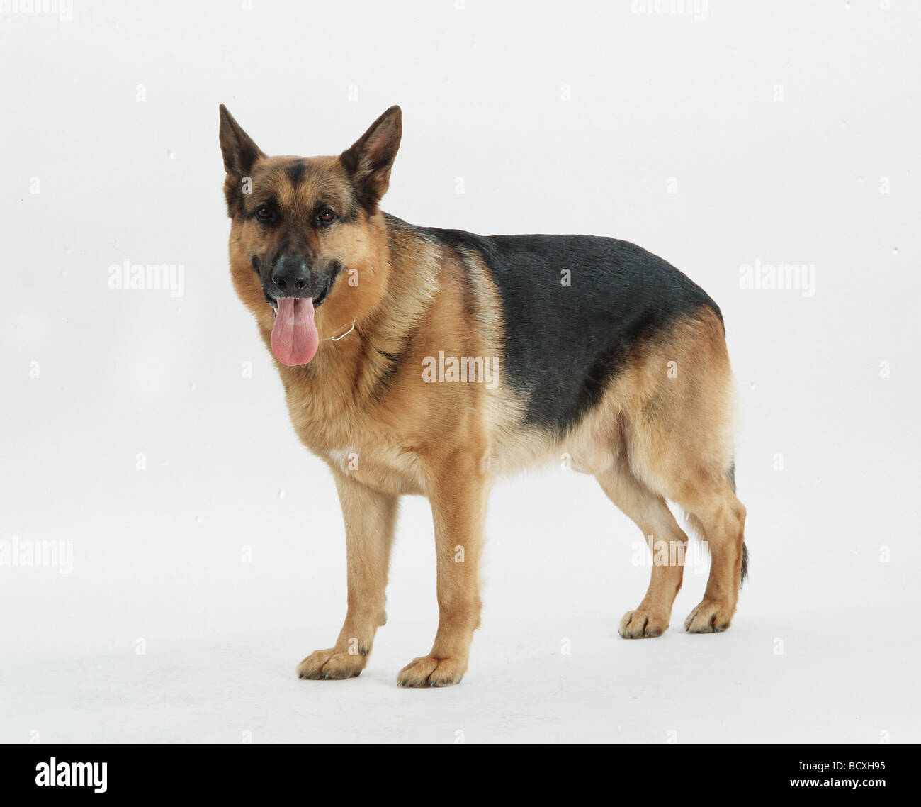 White shepherd dog out Cut Out Stock Images & Pictures - Alamy