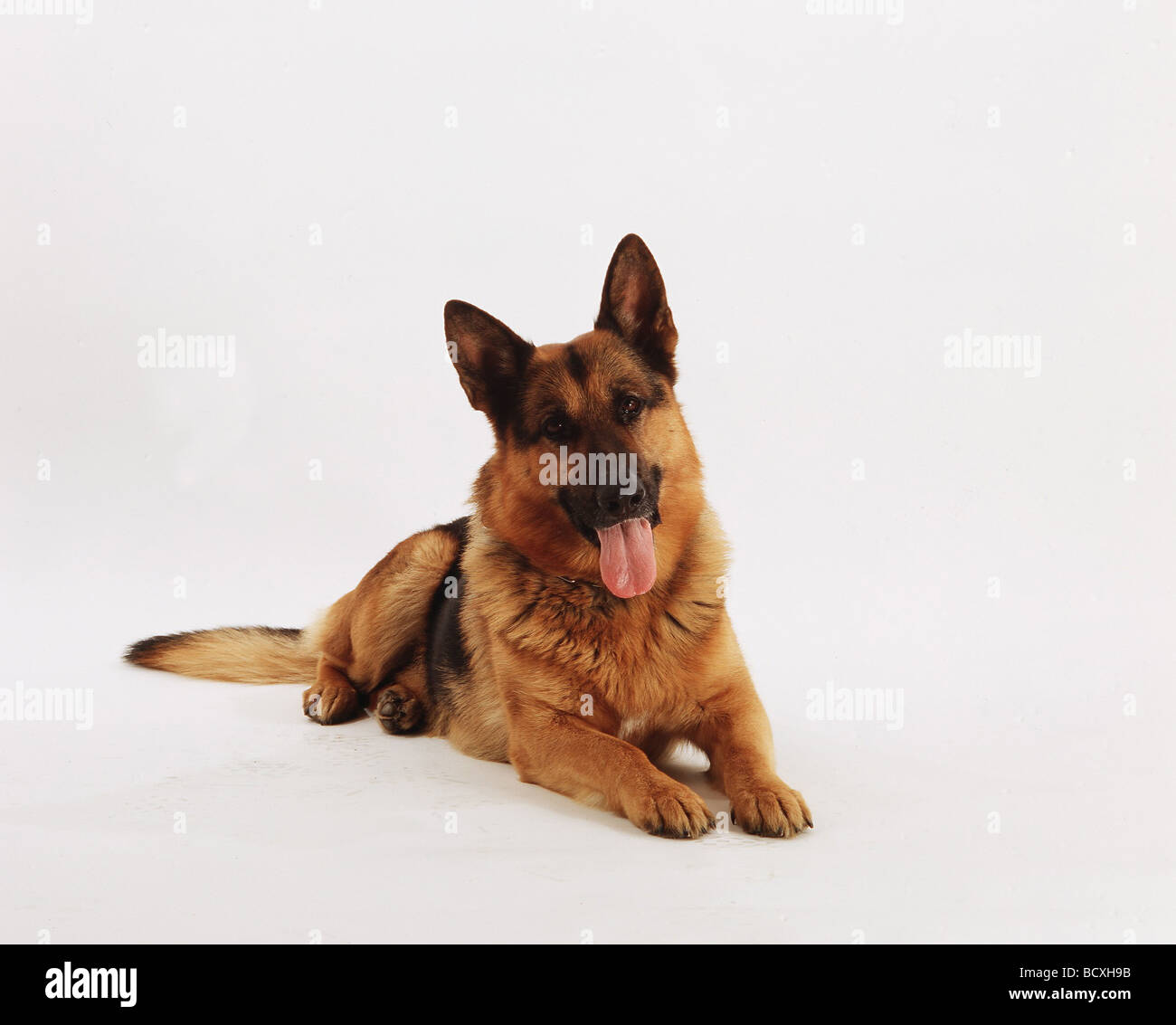 White shepherd dog out Cut Out Stock Images & Pictures - Alamy