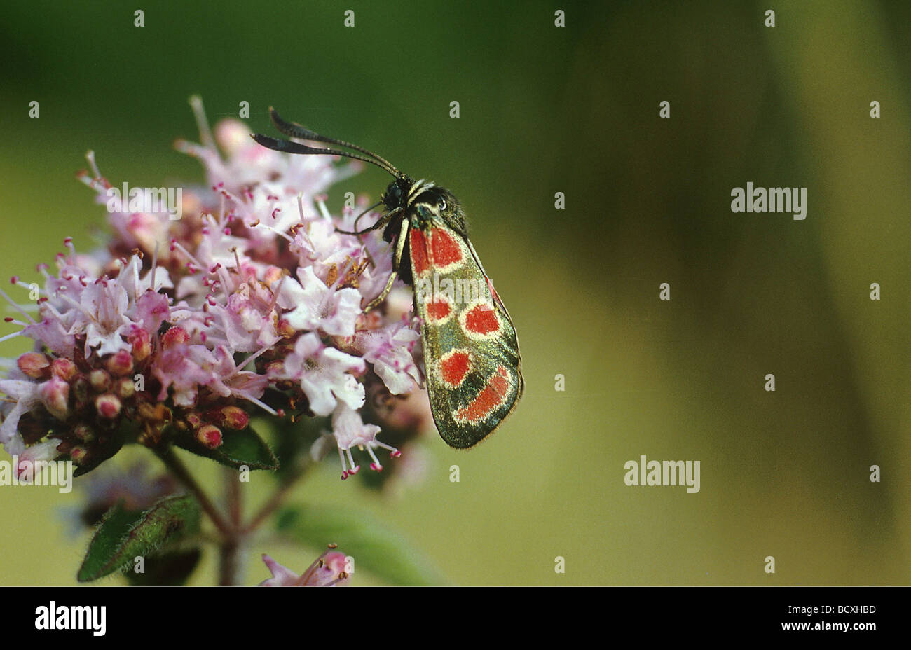 Scopoli hi-res stock photography and images - Alamy