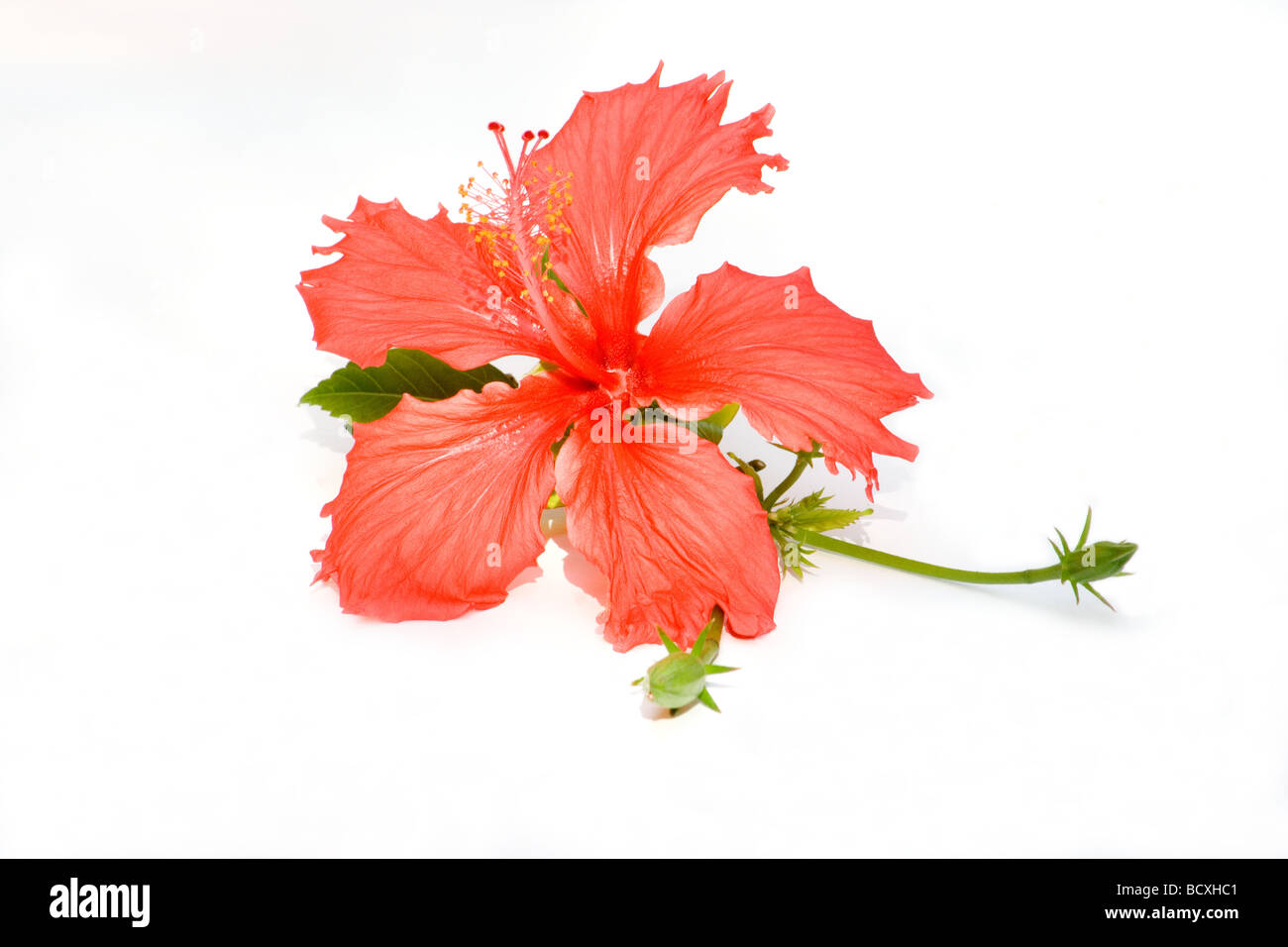 Close up chinese flower Cut Out Stock Images & Pictures - Alamy