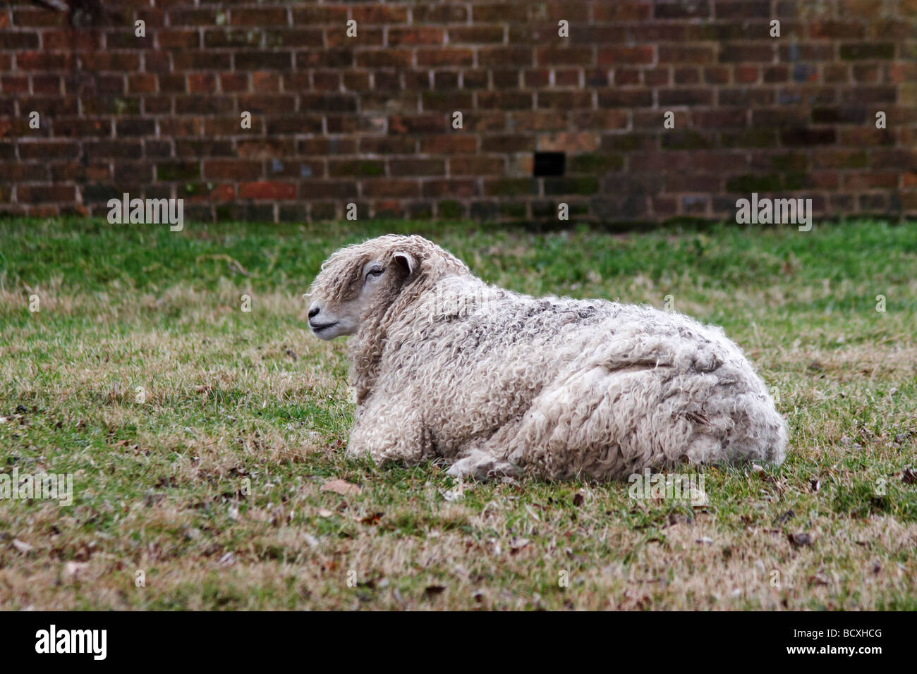 A Leicester Longwool Sheep in Colonial Williamsburg Virginia Stock ...