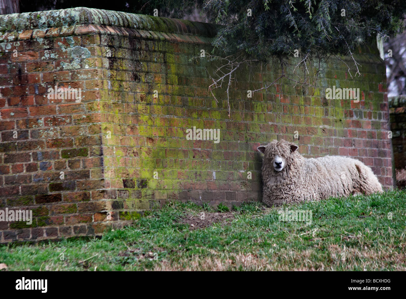 A Leicester Longwool Sheep in Colonial Williamsburg Virginia Stock ...
