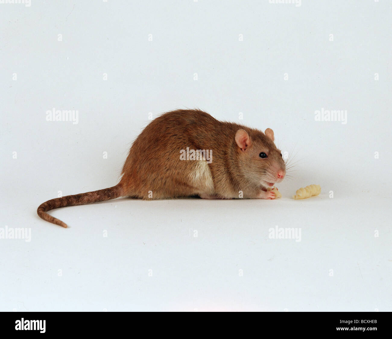 Rattus rattus house hi-res stock photography and images - Alamy