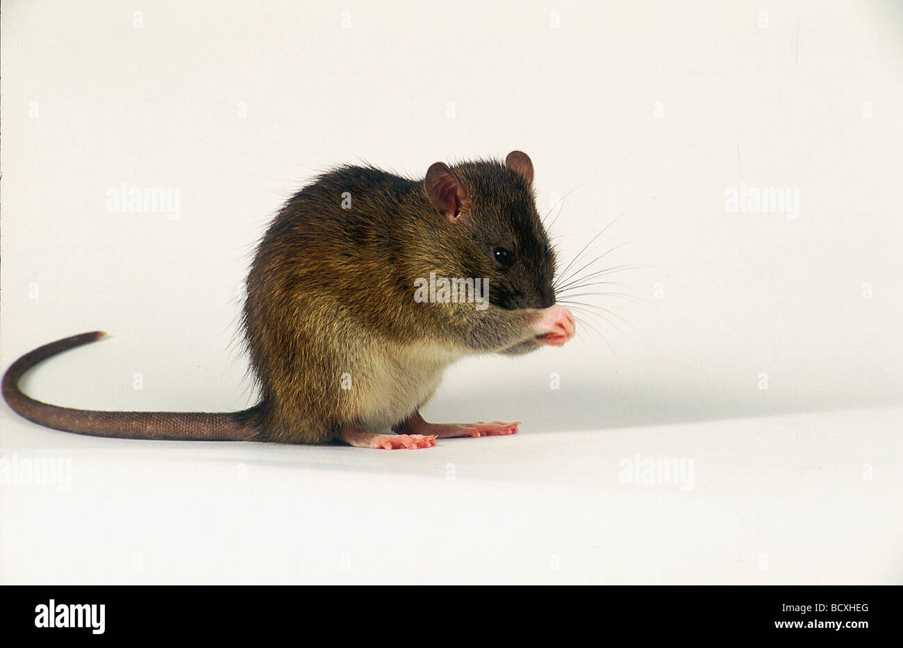 Rattus rattus / house rat Stock Photo - Alamy