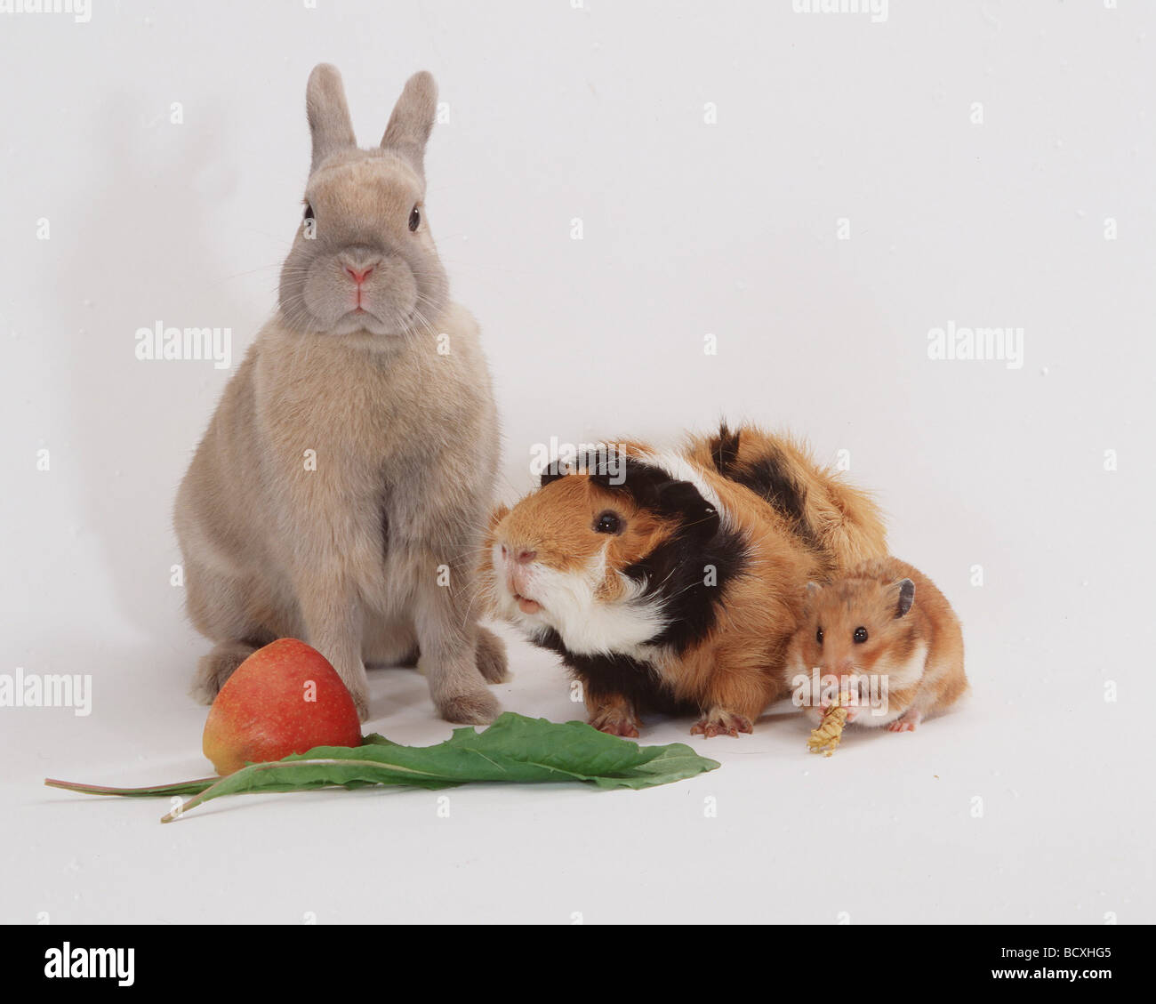 Golden hamster guinea pigs hi-res stock photography and images - Alamy