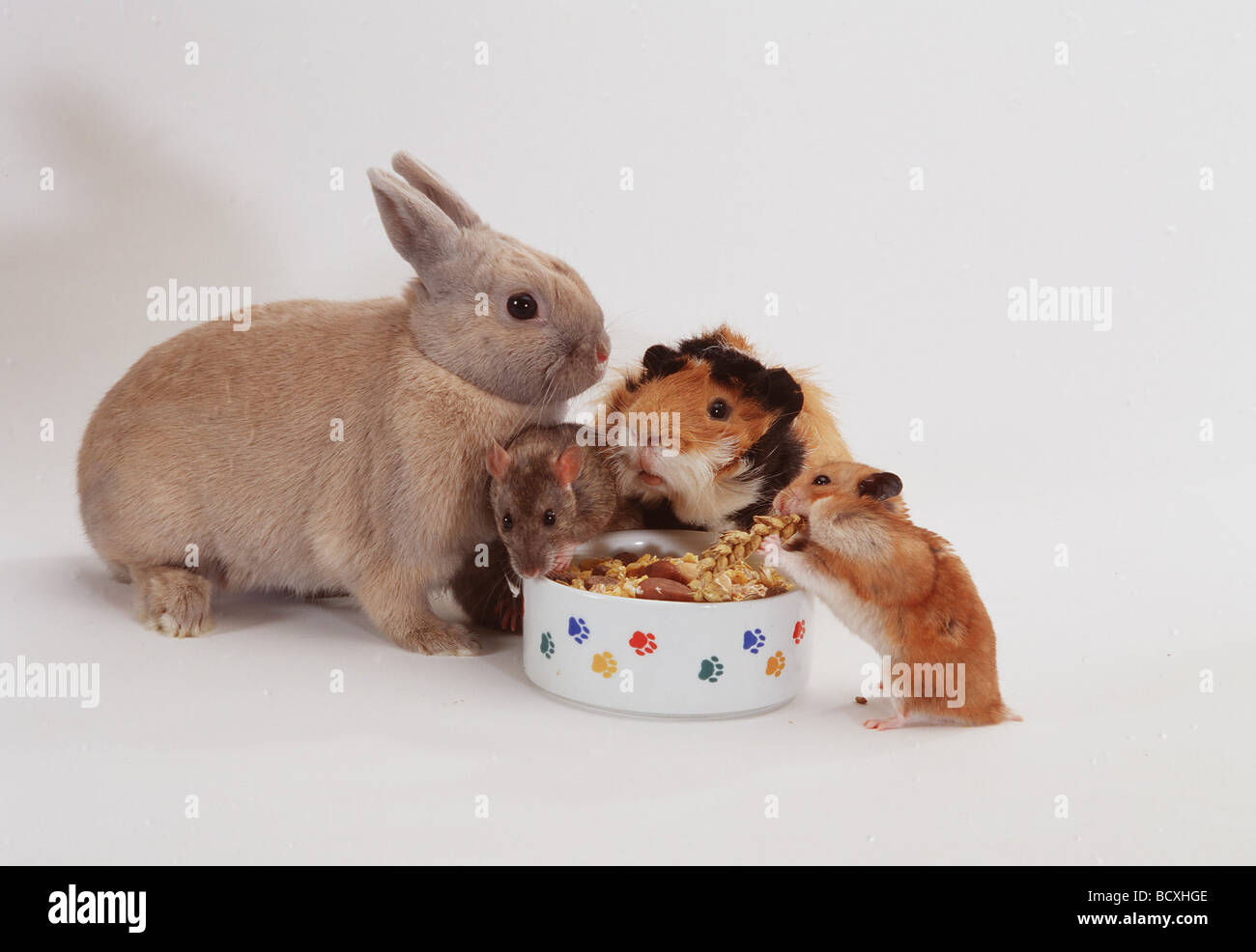 pygmy rabbit, golden hamster and guinea pig Stock Photo - Alamy