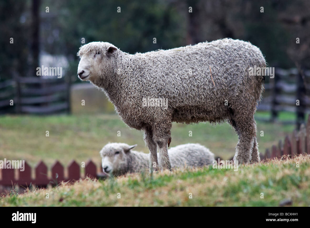 Leicester Longwool Sheep High Resolution Stock Photography and Images ...