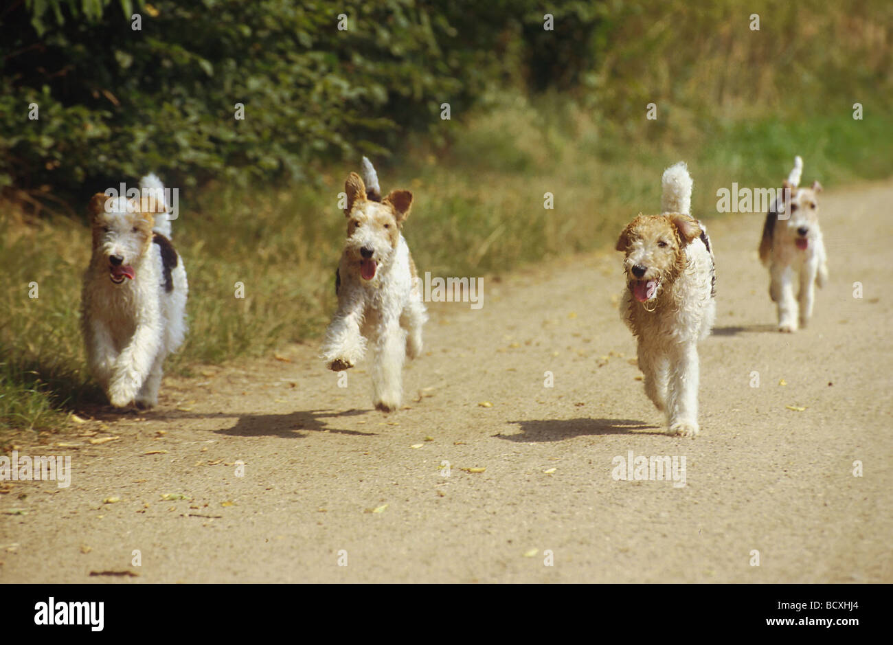 Foxterrier hi-res stock photography and images - Alamy