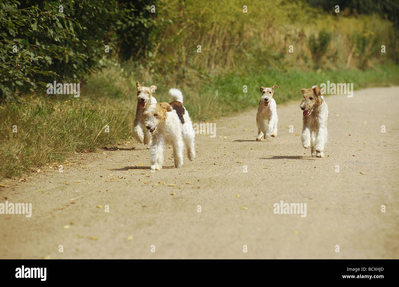 four running dogs Stock Photo - Alamy