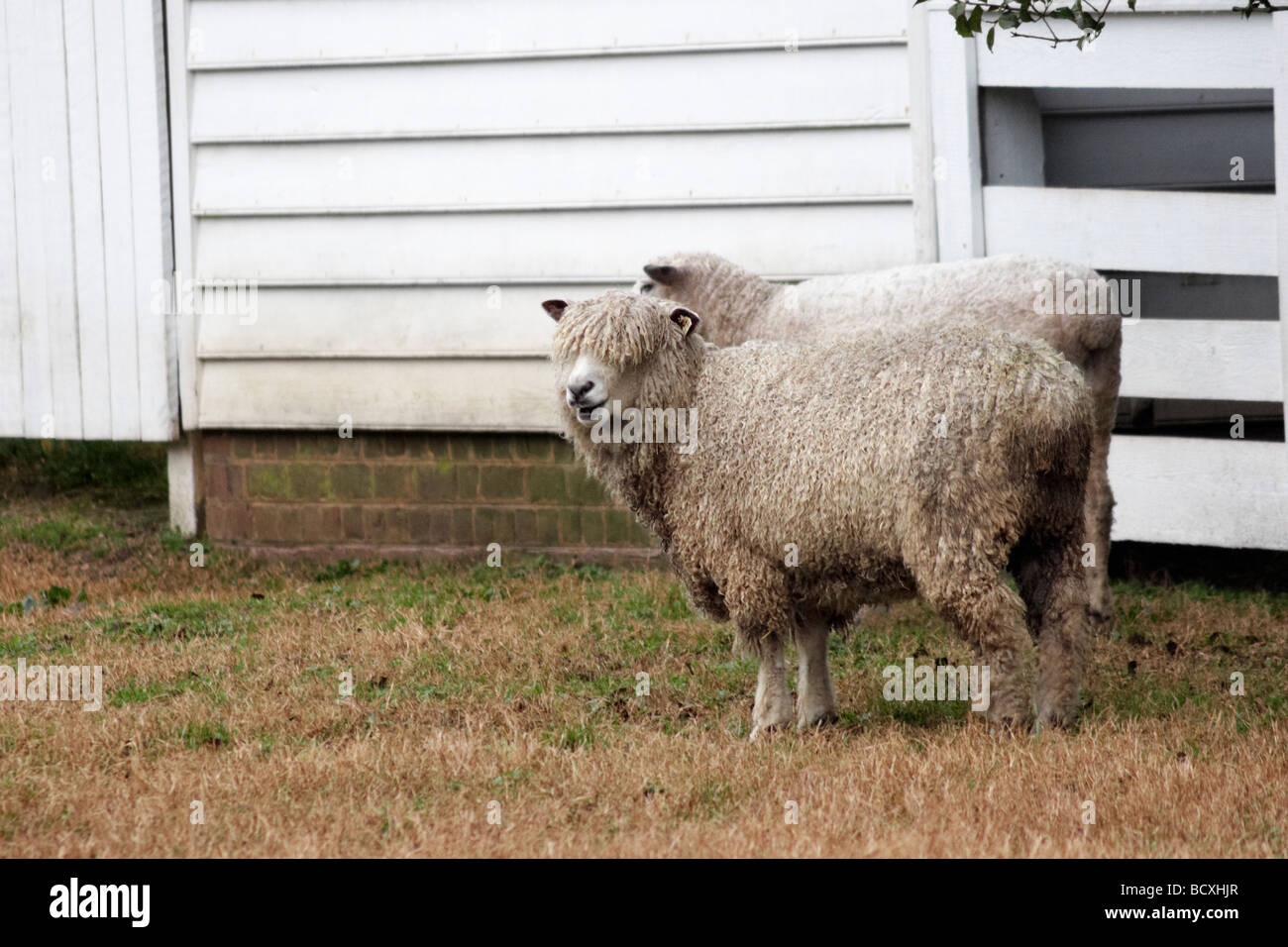 A Leicester Longwool Sheep in Colonial Williamsburg Virginia Stock ...