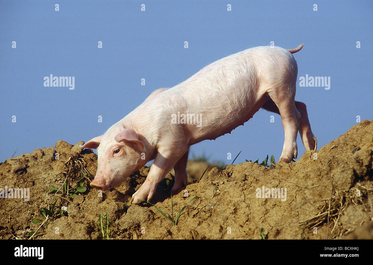 Pig heaven hi-res stock photography and images - Alamy