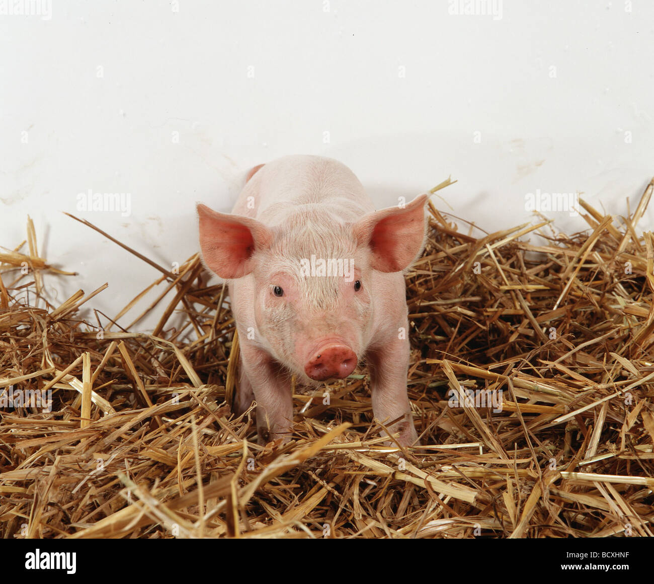 pig puppy / young pig Stock Photo - Alamy