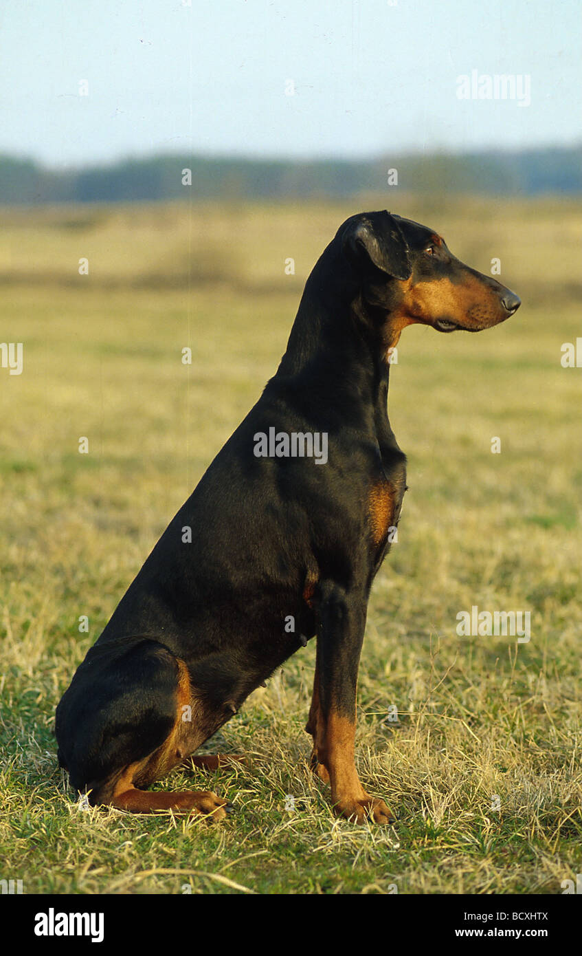 Dobermann hi-res stock photography and images - Alamy