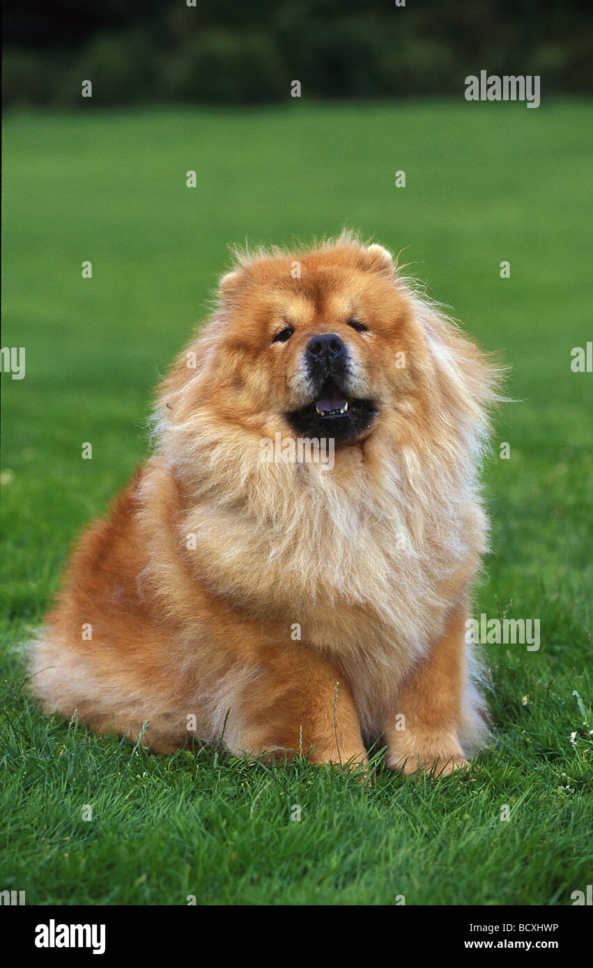 Dog chow chow chow chow adult hi-res stock photography and images - Alamy