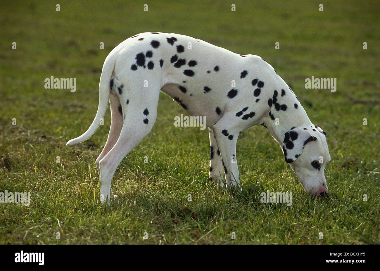 Dog bottom sniffing hi-res stock photography and images - Alamy