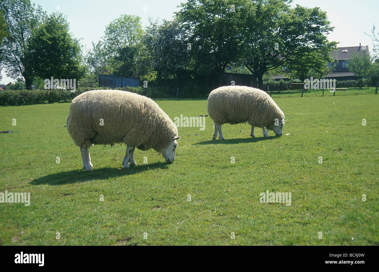 Fat wools hi-res stock photography and images - Alamy