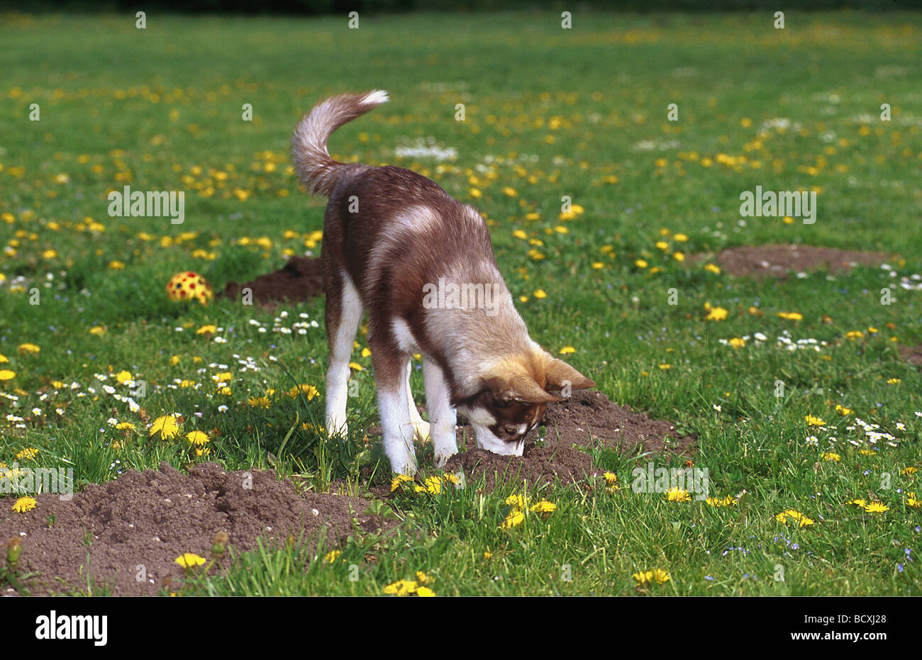 Husky dog digging hi-res stock photography and images - Alamy