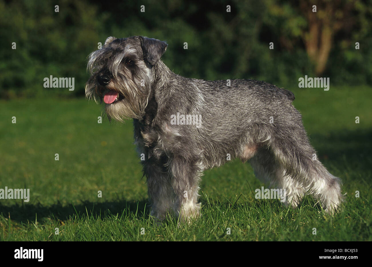 Miniature schnauzer adult dog standing hi-res stock photography and ...