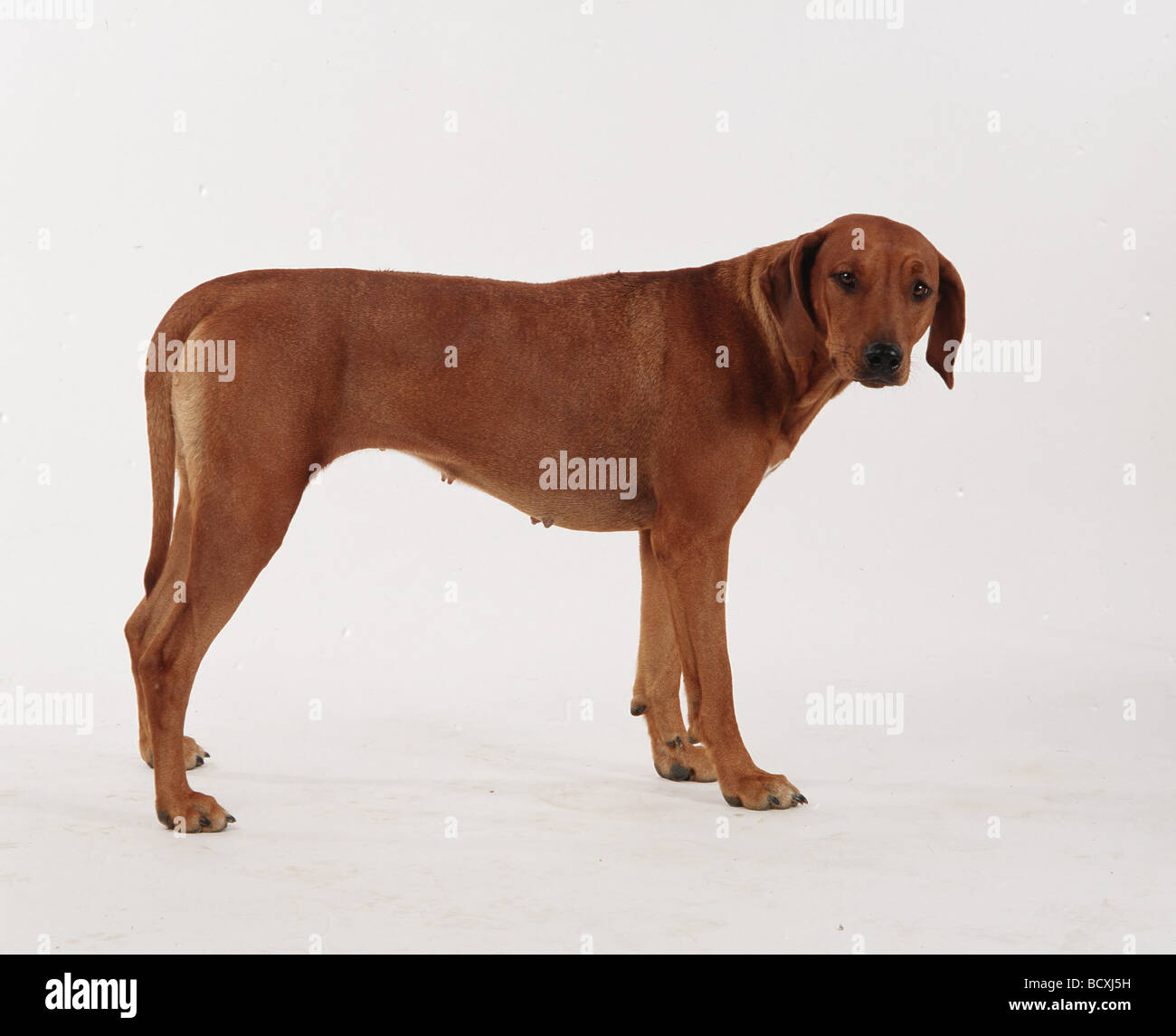 White rhodesian hi-res stock photography and images - Alamy