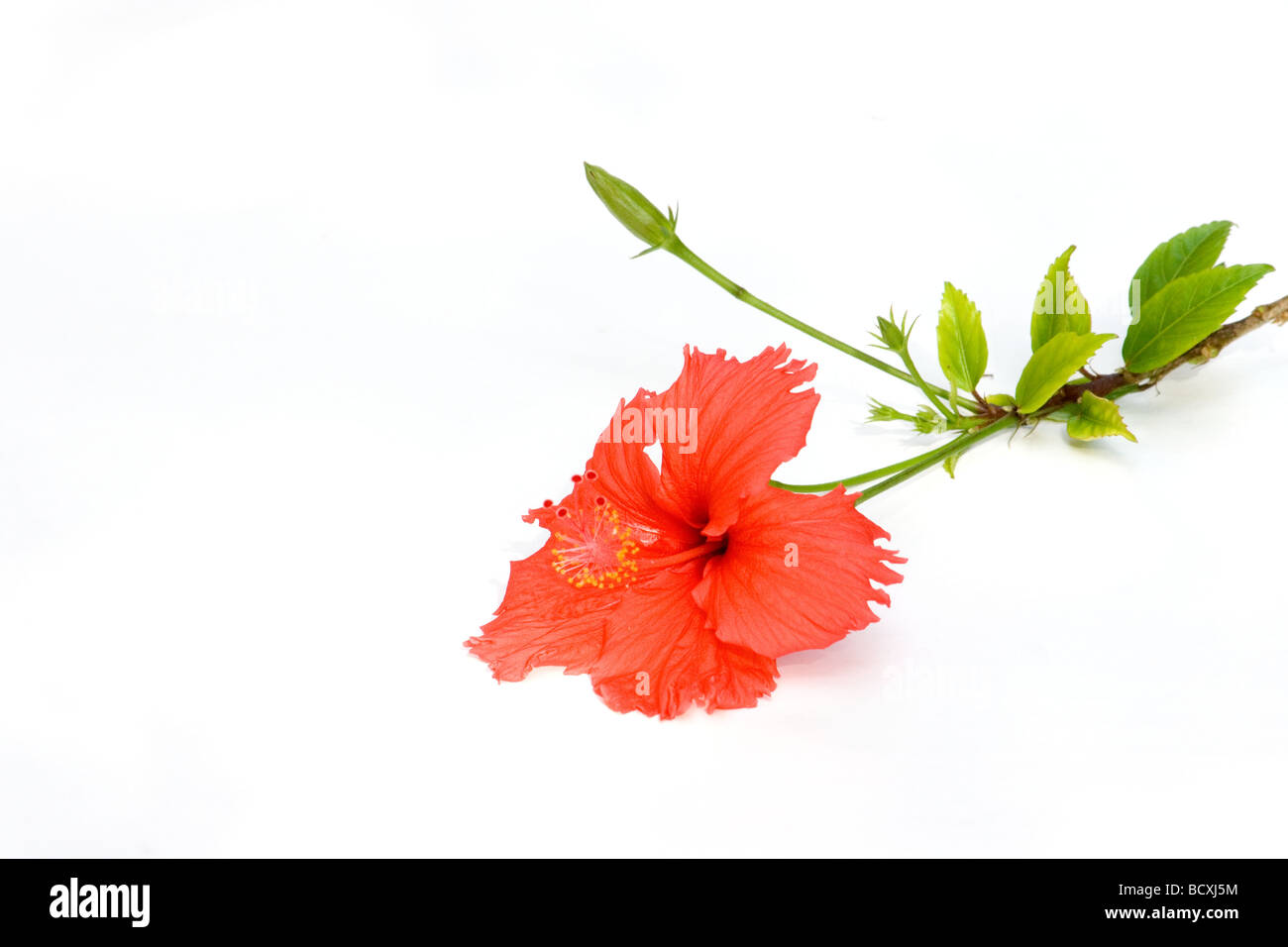 Close-up of red hibiscus flower on white background Stock Photo - Alamy
