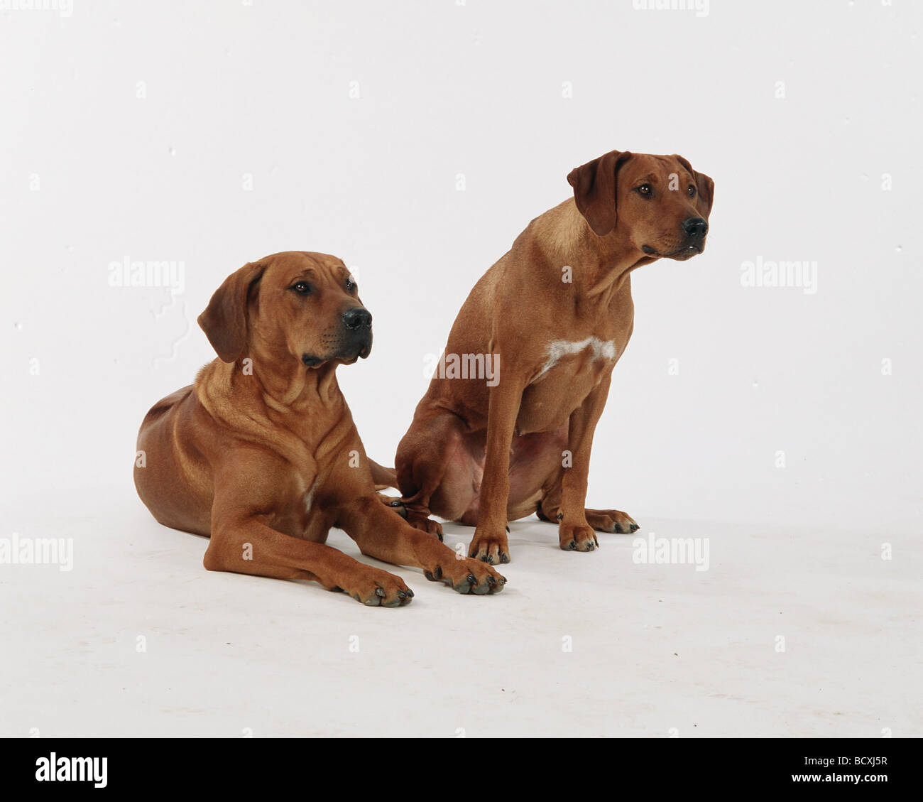 Rhodesian rigdeback hi-res stock photography and images - Alamy