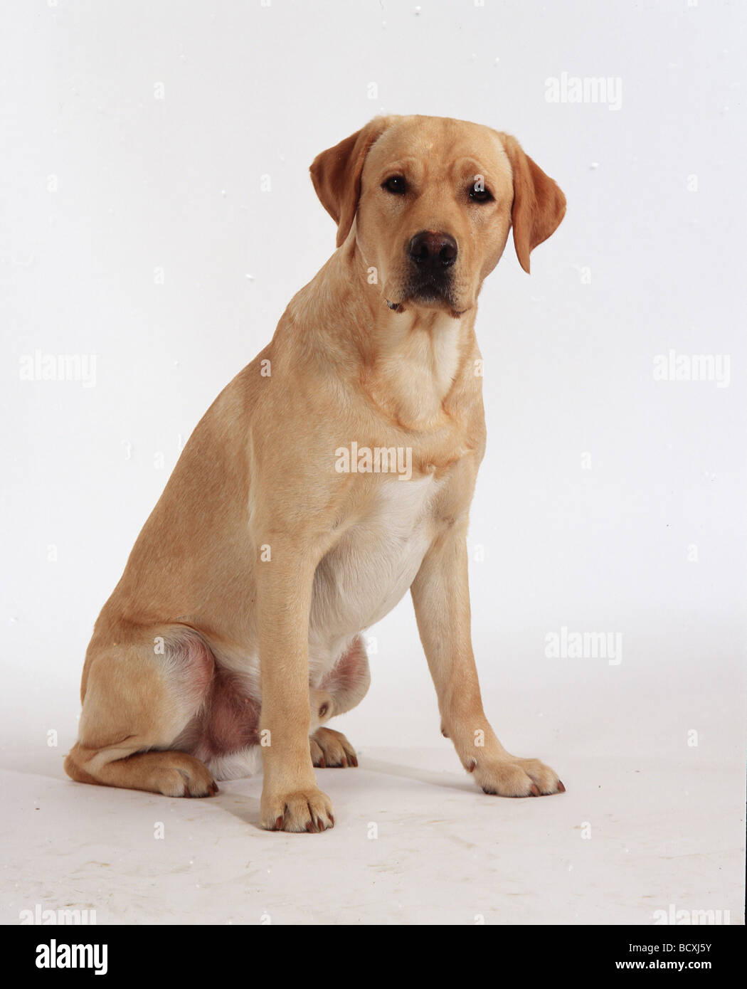 Labrador sat cutout hi-res stock photography and images - Alamy