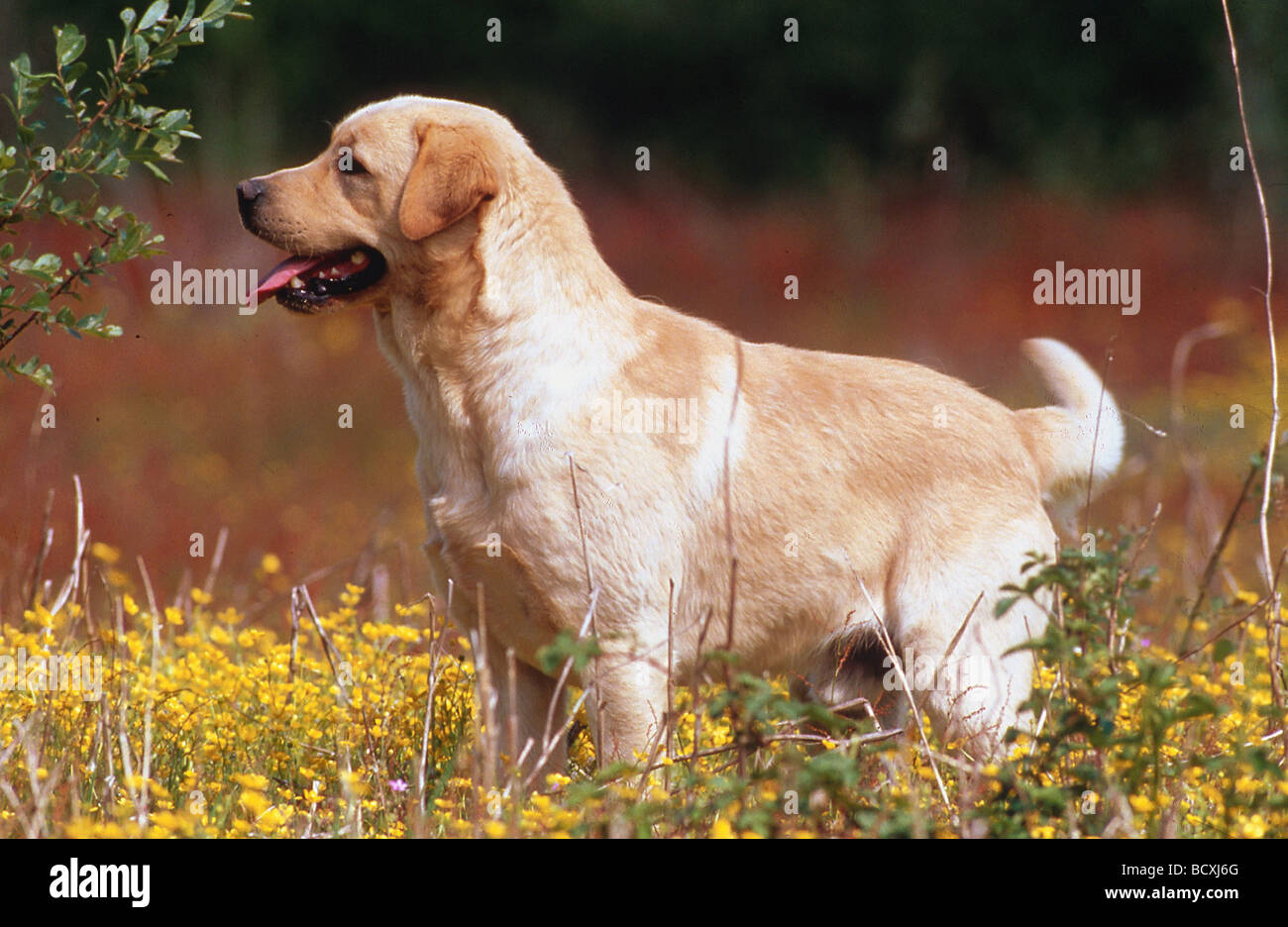 Hounds Labrador High Resolution Stock Photography and Images - Alamy
