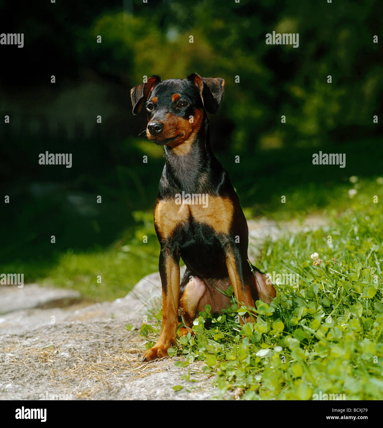 Miniature pinscher sitting grass hi-res stock photography and images ...