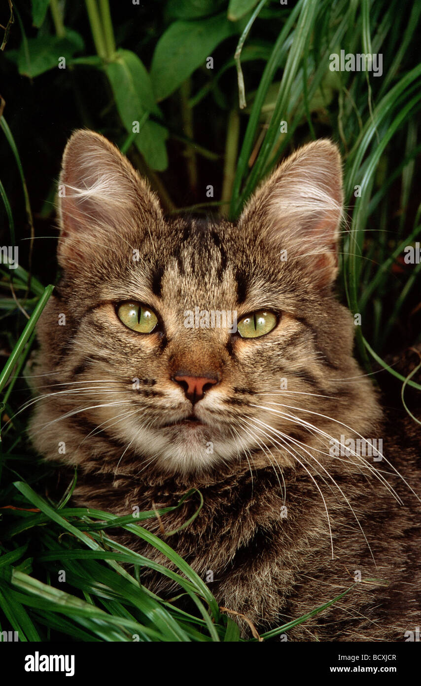 Turkish animal hi-res stock photography and images - Alamy