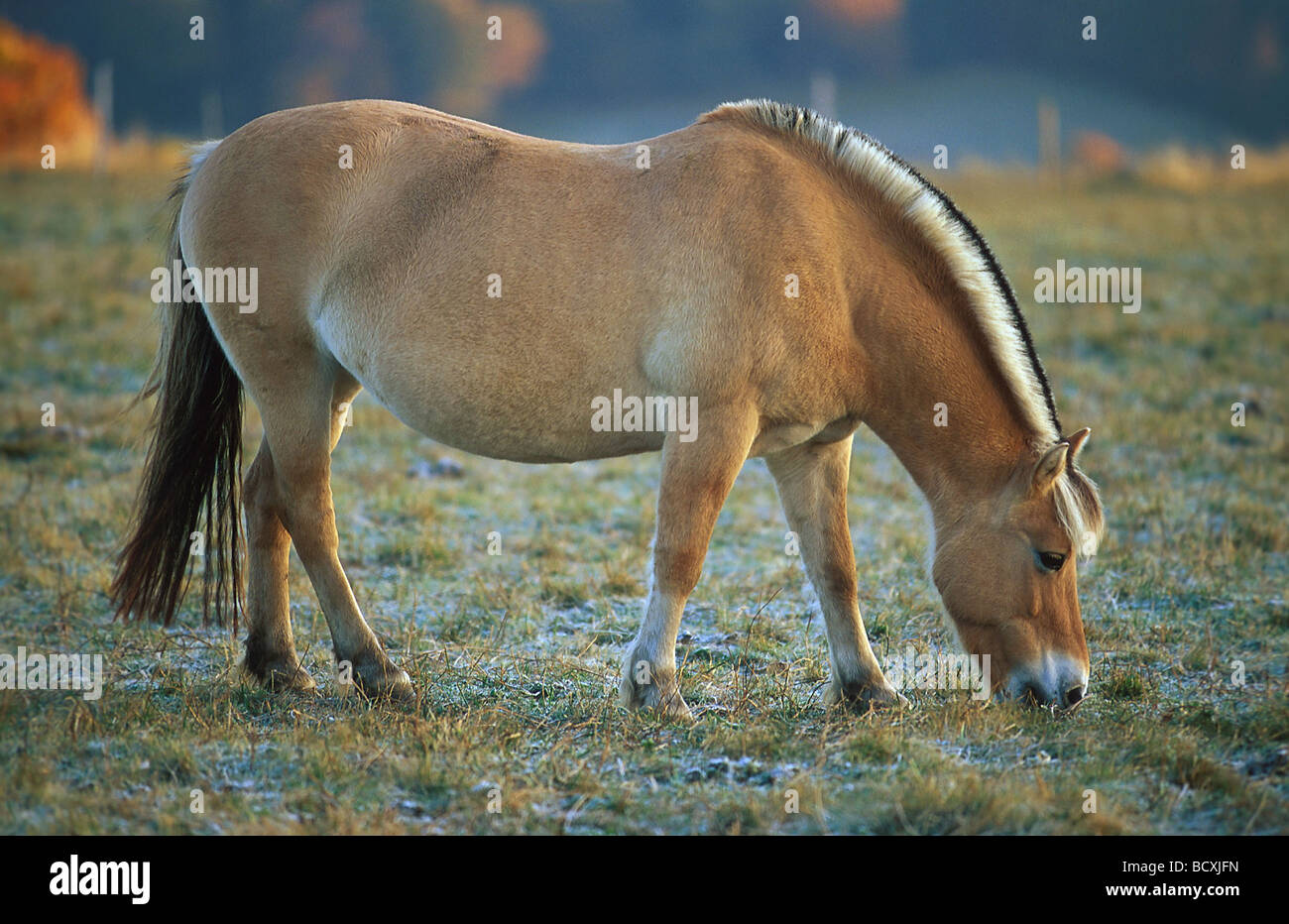Norwegian Fjord horse. Adult grazing on a meadow covered in hoarfrost ...
