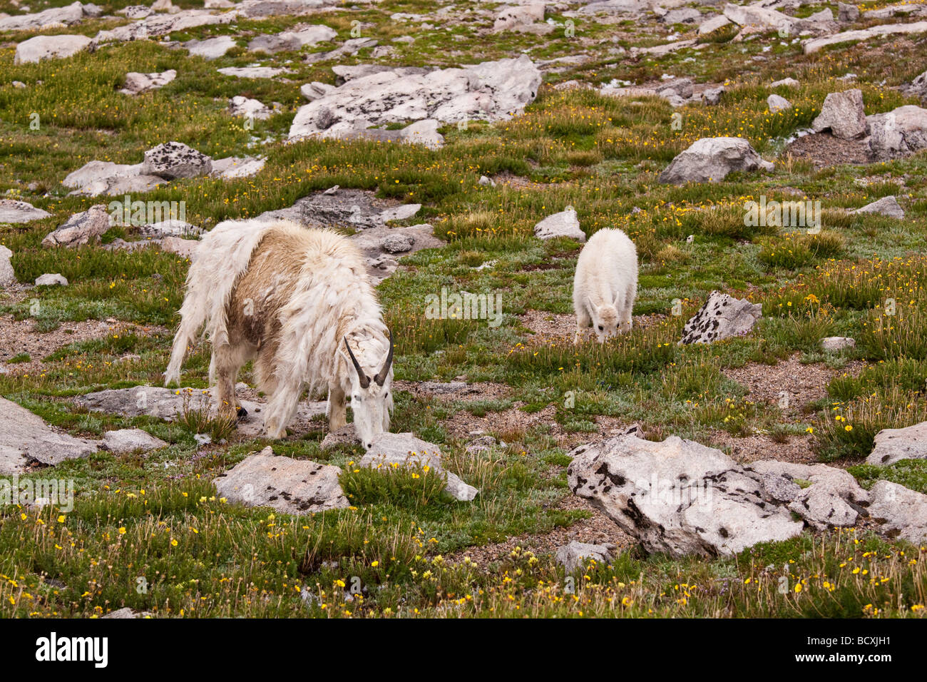 Mountain Goats feeding Stock Photo - Alamy