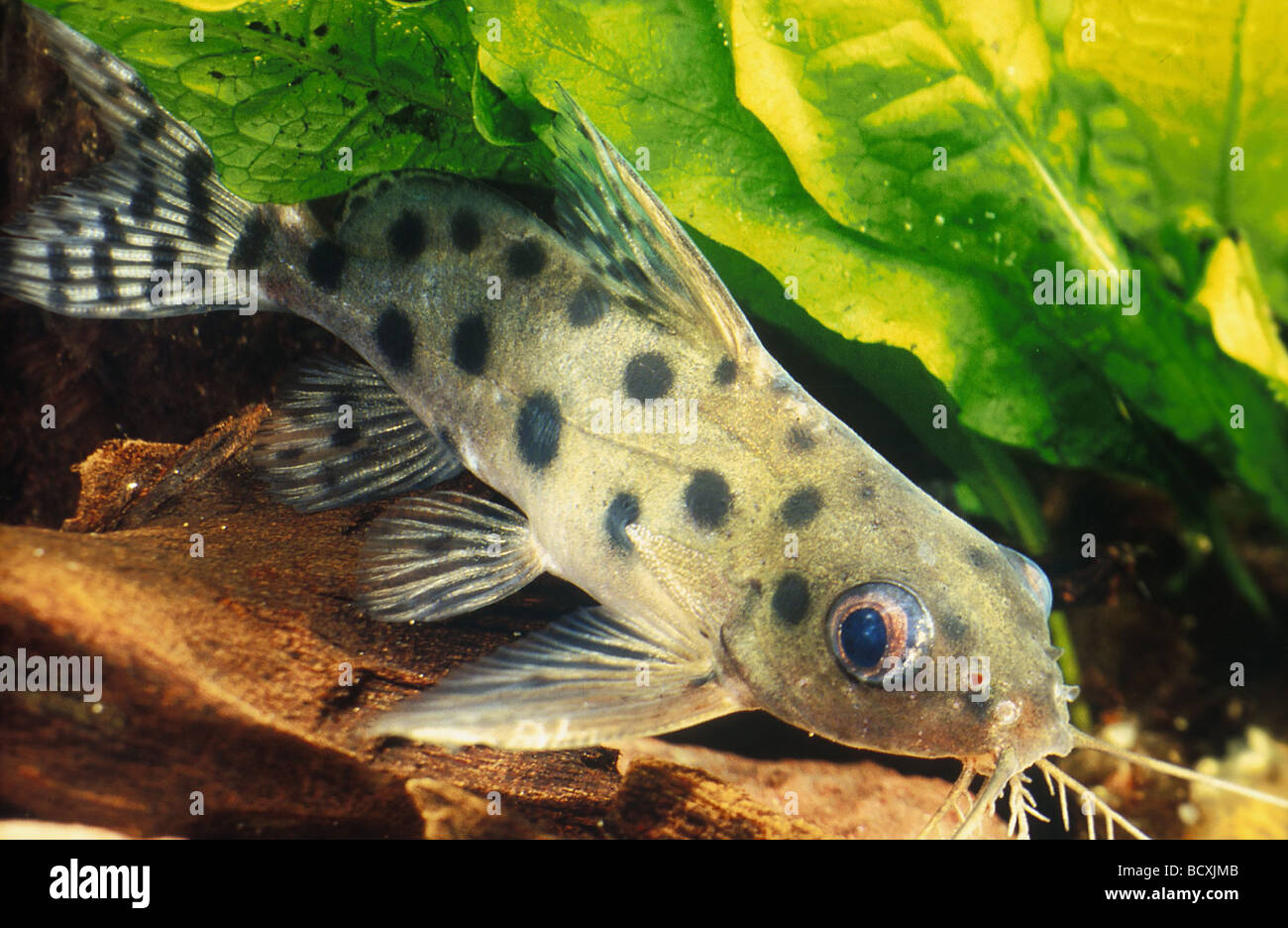 Squeaker, Upside-down Catfish (Synodontis grandiops) in an aquarium ...