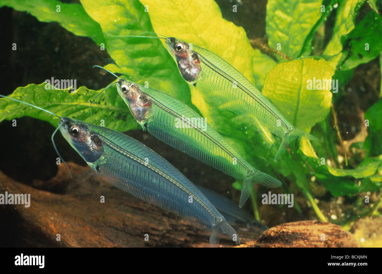 Kryptopterus bicirrhis hi-res stock photography and images - Alamy