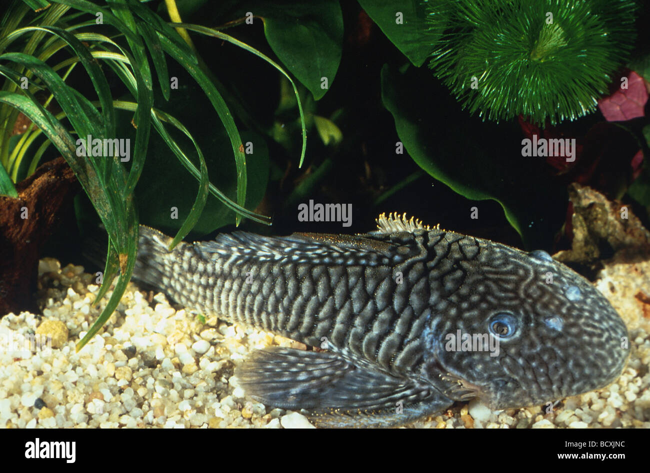 Silurus glanis / European catfish Stock Photo - Alamy