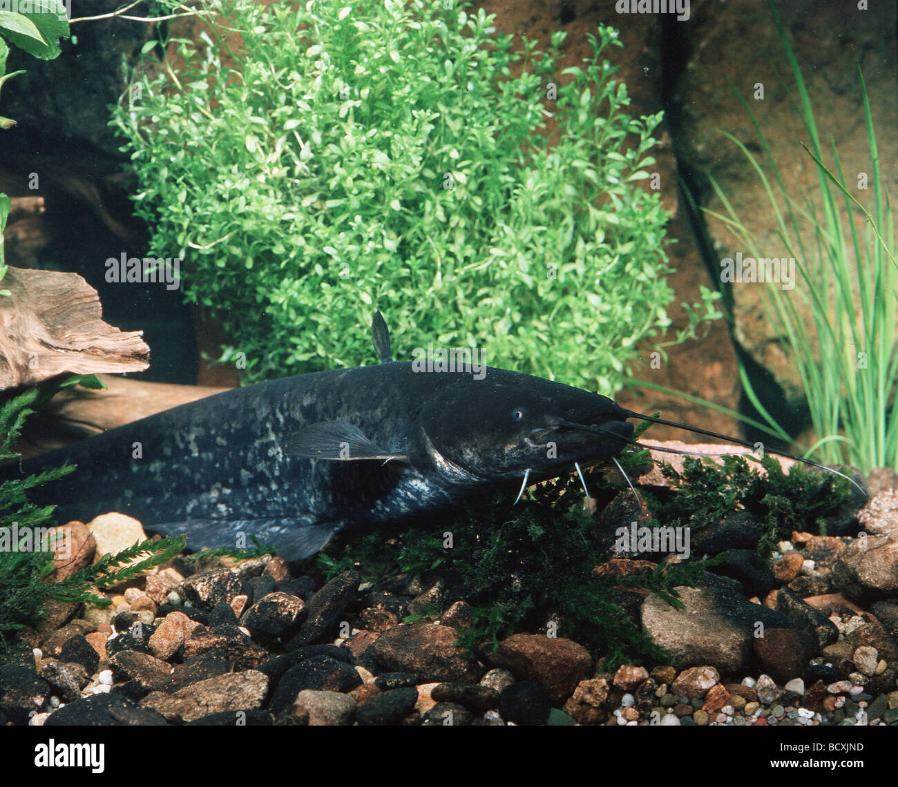 Silurus glanis / European catfish Stock Photo - Alamy