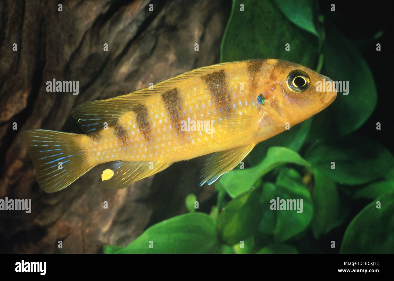 Africa cichlid cichlids fish fishes hi-res stock photography and images ...