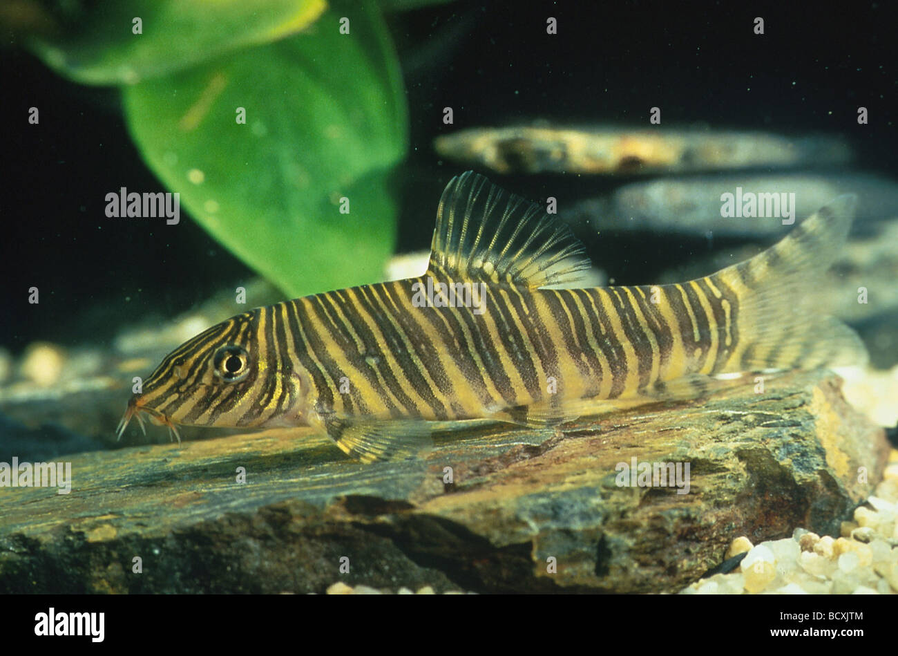 Zebra loach hi-res stock photography and images - Alamy