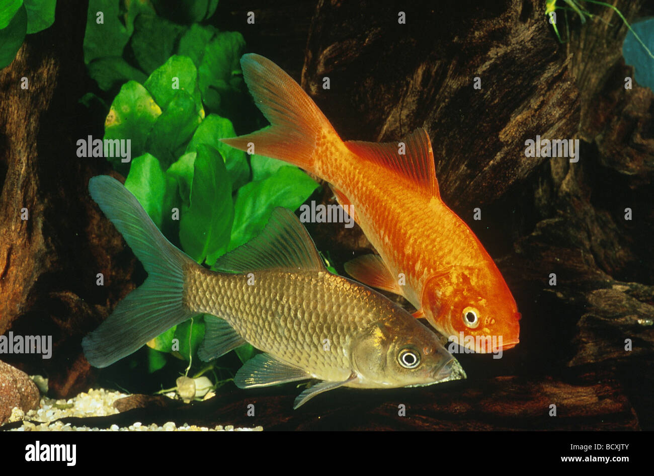 carassius auratus / goldfish Stock Photo - Alamy