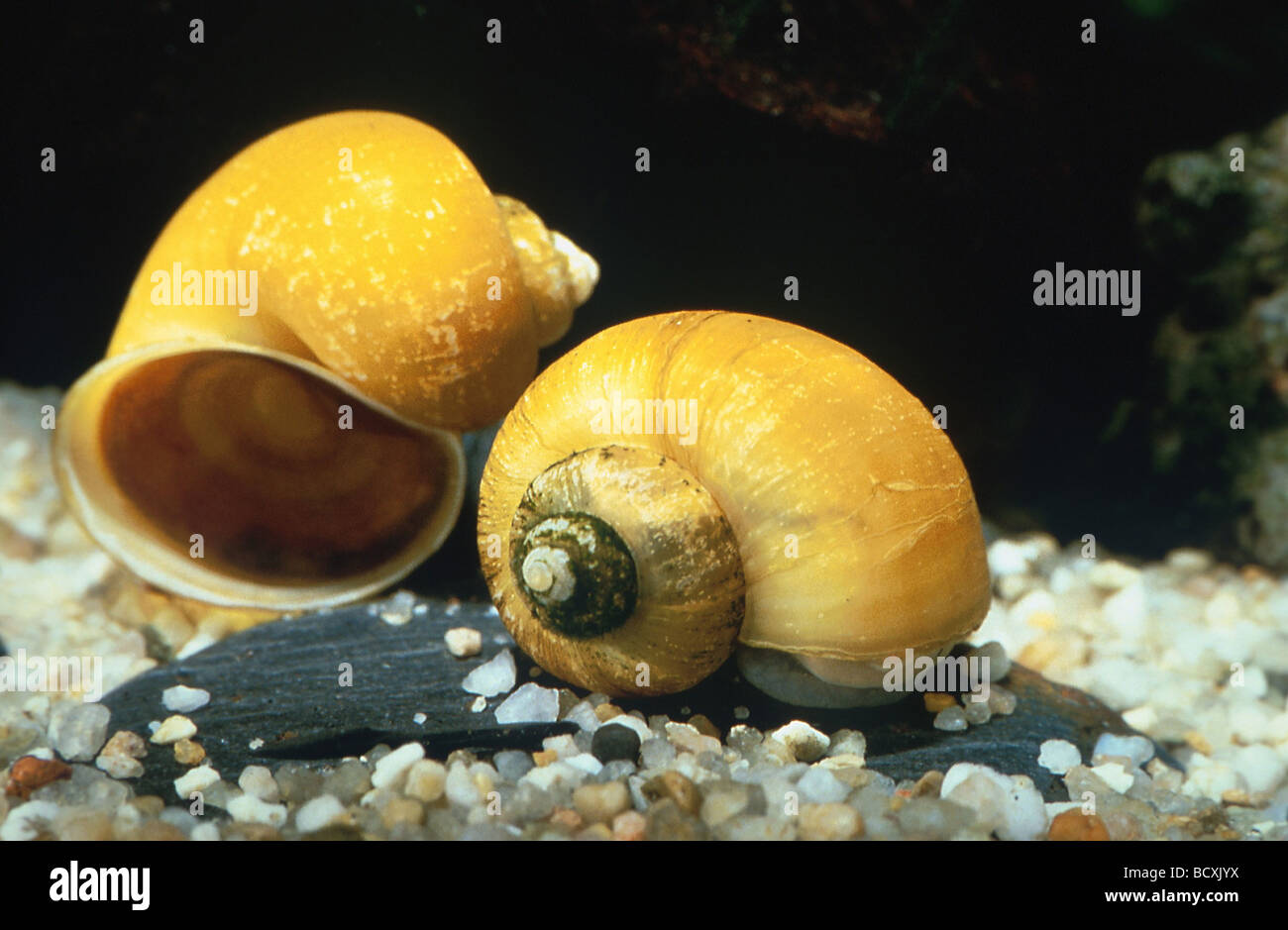 Apple Snails (Pomacea scalaris) under water Stock Photo - Alamy