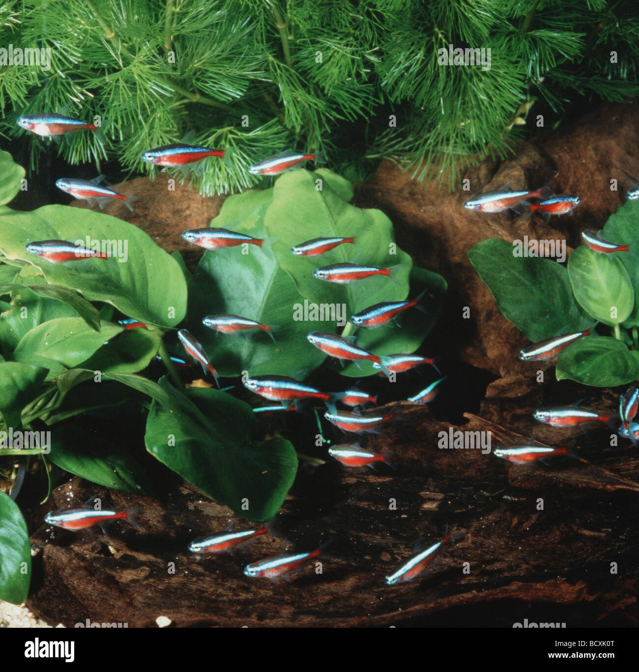 paracheirodon axelrodi / innesi / neon tetra Stock Photo - Alamy